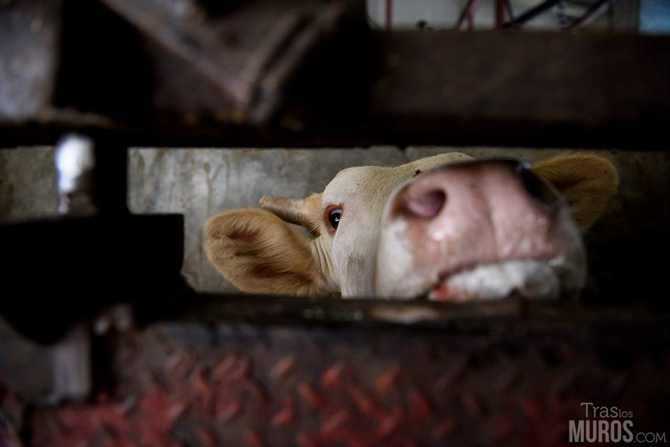 História de uma carnista que se tornou vegana - Sociedade Vegan